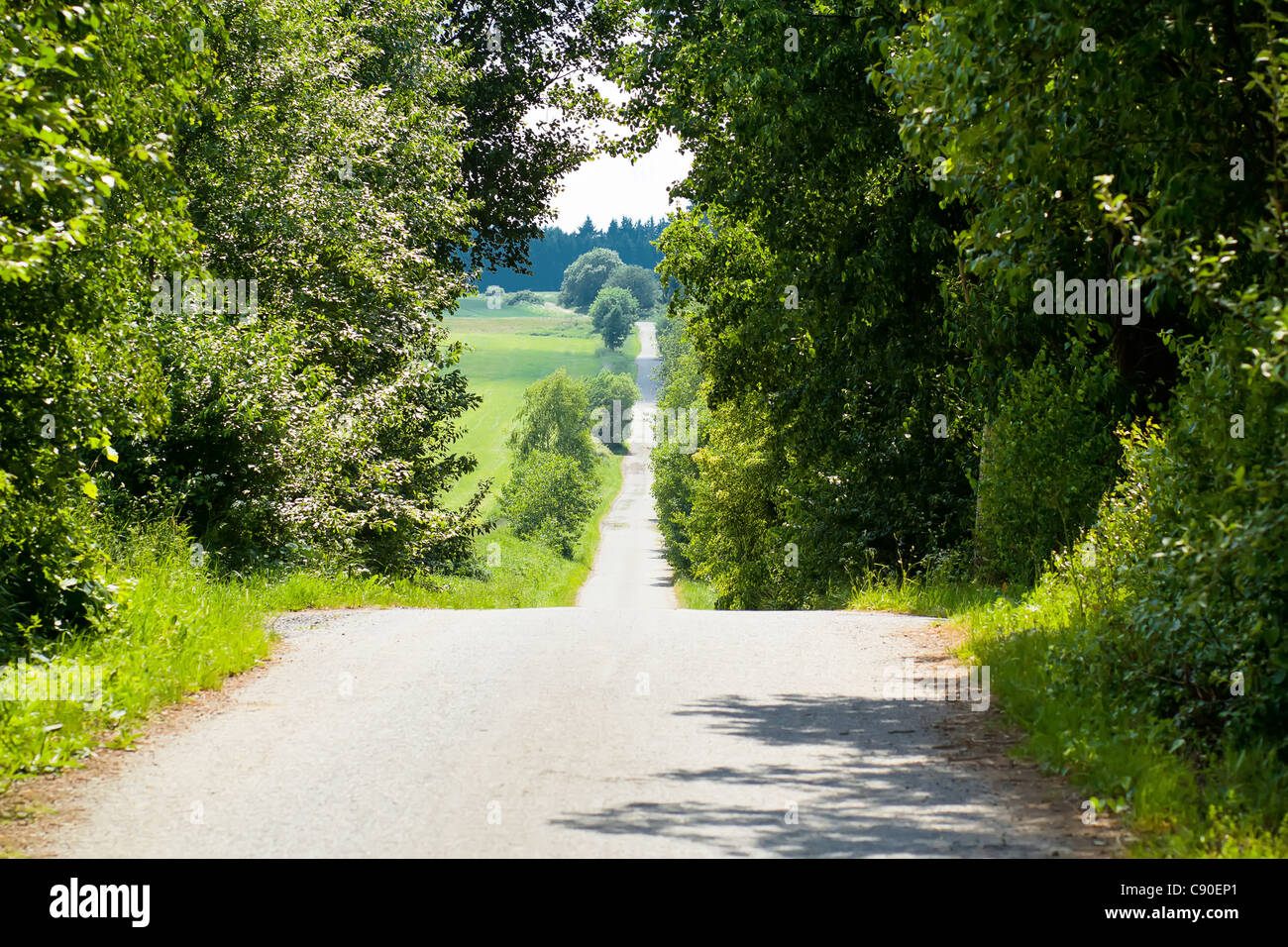 Summer scenery of a village road lined with green trees Stock Photo - Alamy