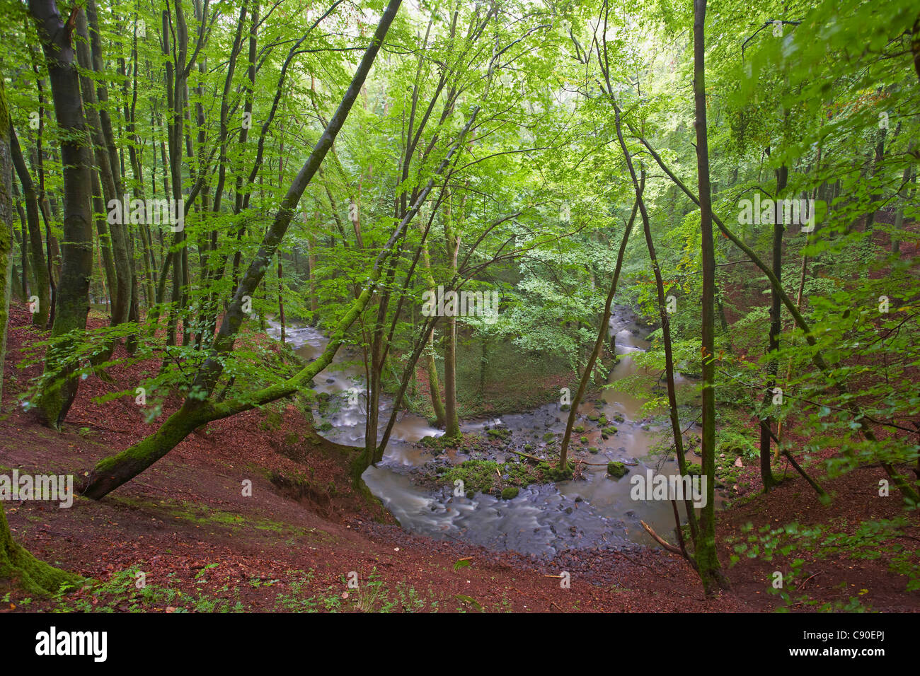 Beech forest and Alfbach near Strohn, Strohner Schweiz, Eifel ...