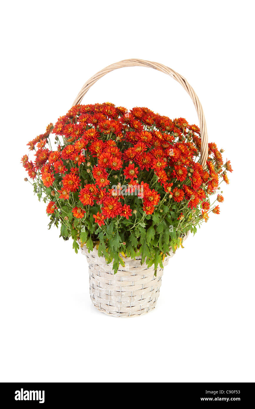 basket with sphere chrysanthemum over white background Stock Photo - Alamy