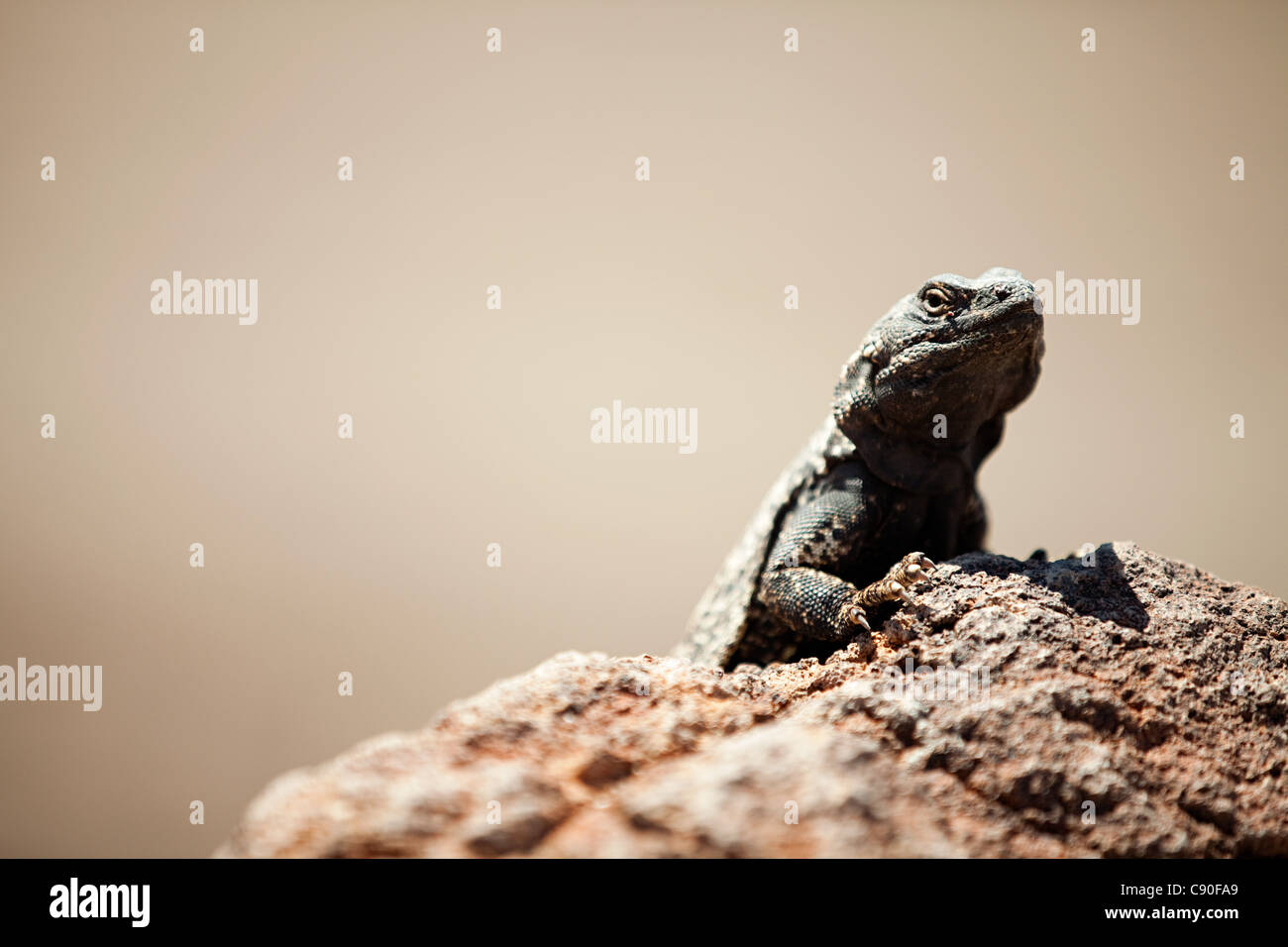 Desert Iguana, Death Valley, Nevada, USA Stock Photo - Alamy