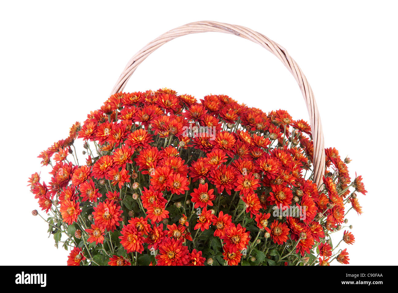 basket with sphere chrysanthemum over white background Stock Photo - Alamy