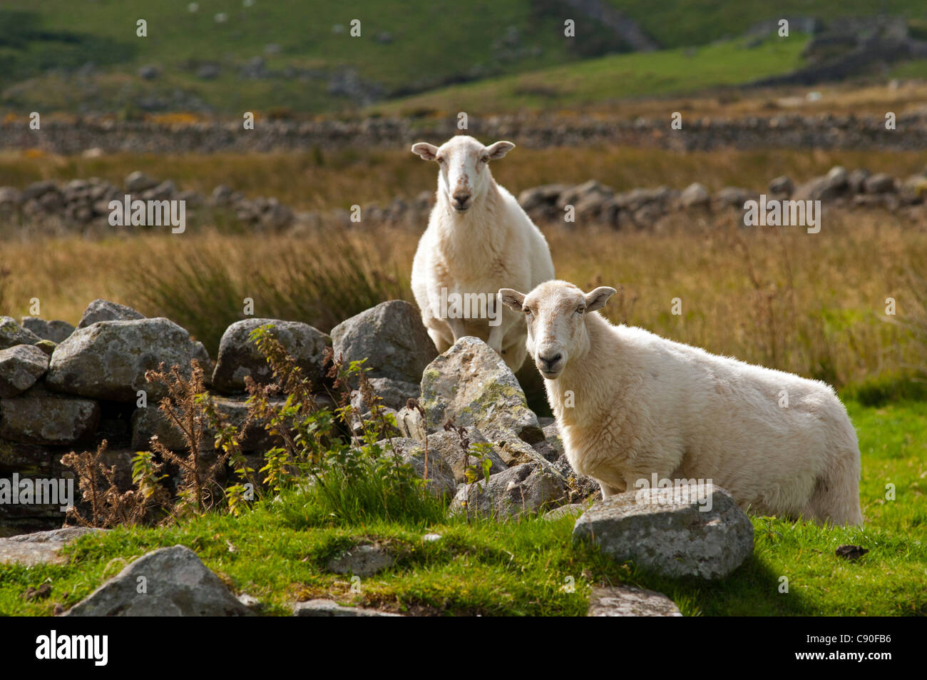 Sheep paddock above Rowen, Snowdonia National Park, Wales, UK Stock ...
