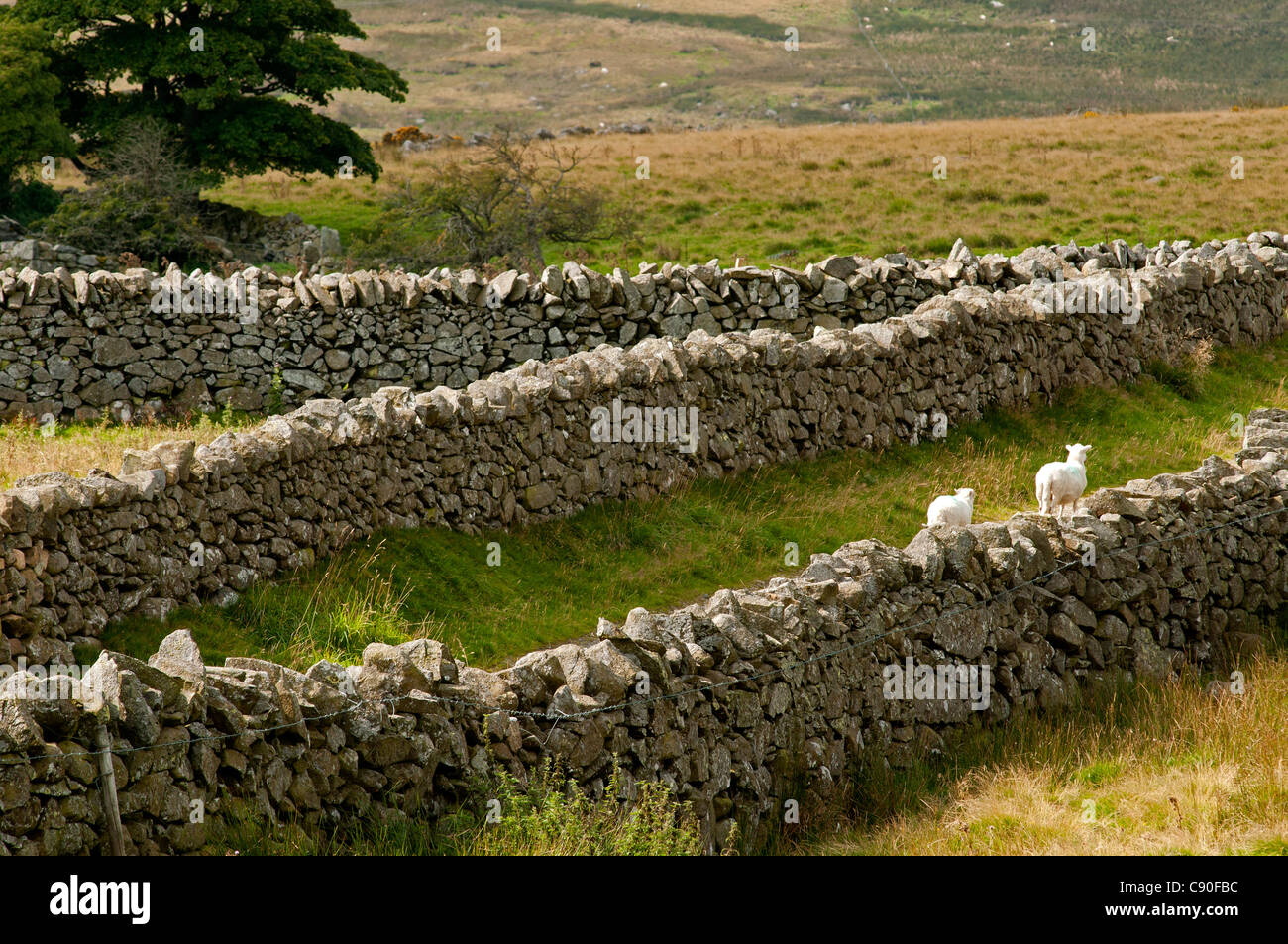 Stone walls above Rowen, Snowdonia National Park, Wales, UK Stock Photo ...