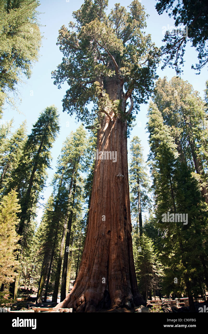 Giant sequoia trees, Sequoia National Park, California, USA Stock Photo ...