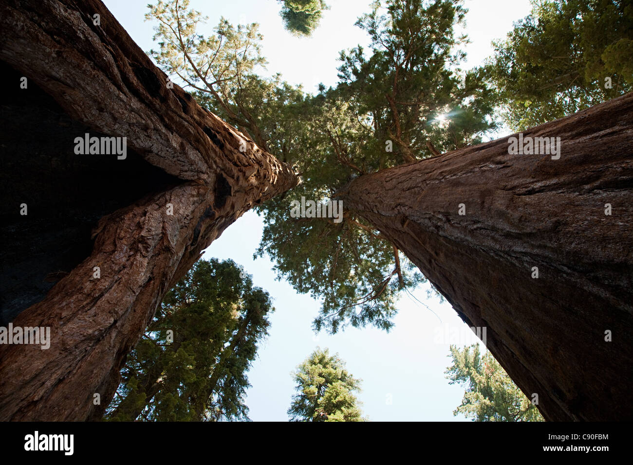 Giant sequoia tre hi-res stock photography and images - Alamy