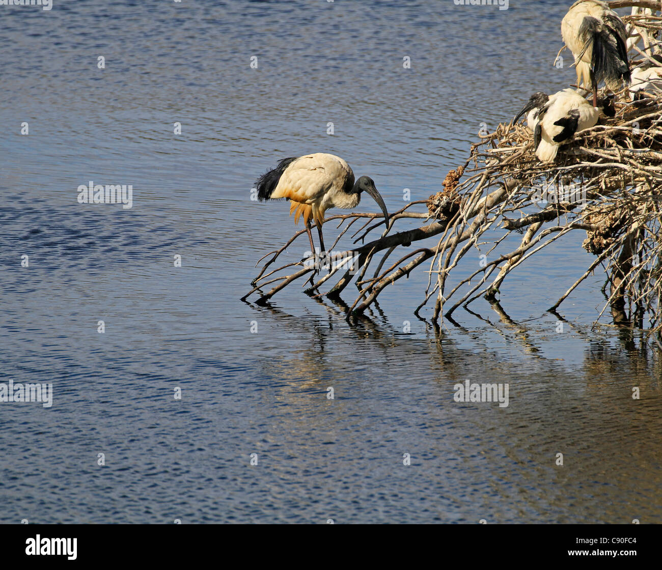 African Sacred Ibis (Threskiornis aethiopicus)at Intaka Island Bird ...