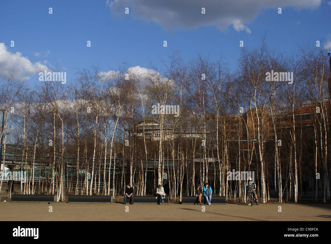 Birch trees outside tate modern hi-res stock photography and images - Alamy