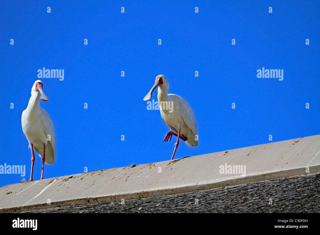 African Spoonbill (Platalea alba) pair on roof at Intaka Bird Sanctuary ...
