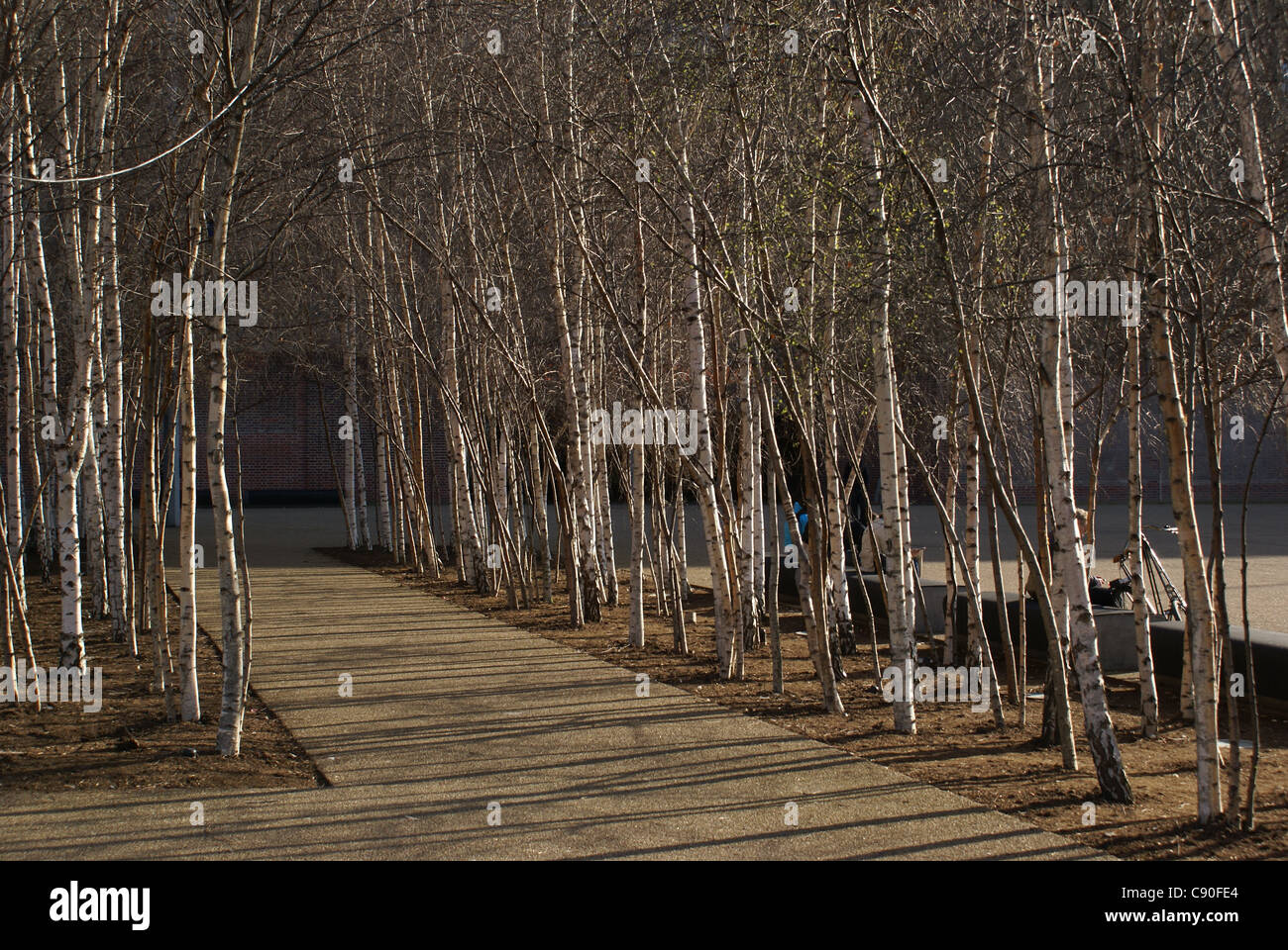 Birch trees outside Tate Modern, London Stock Photo - Alamy