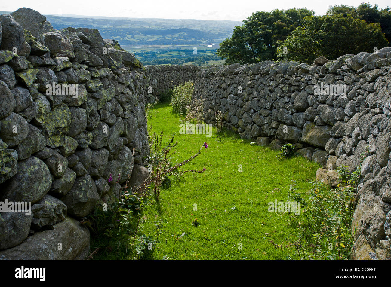 Rowen wales hi-res stock photography and images - Alamy