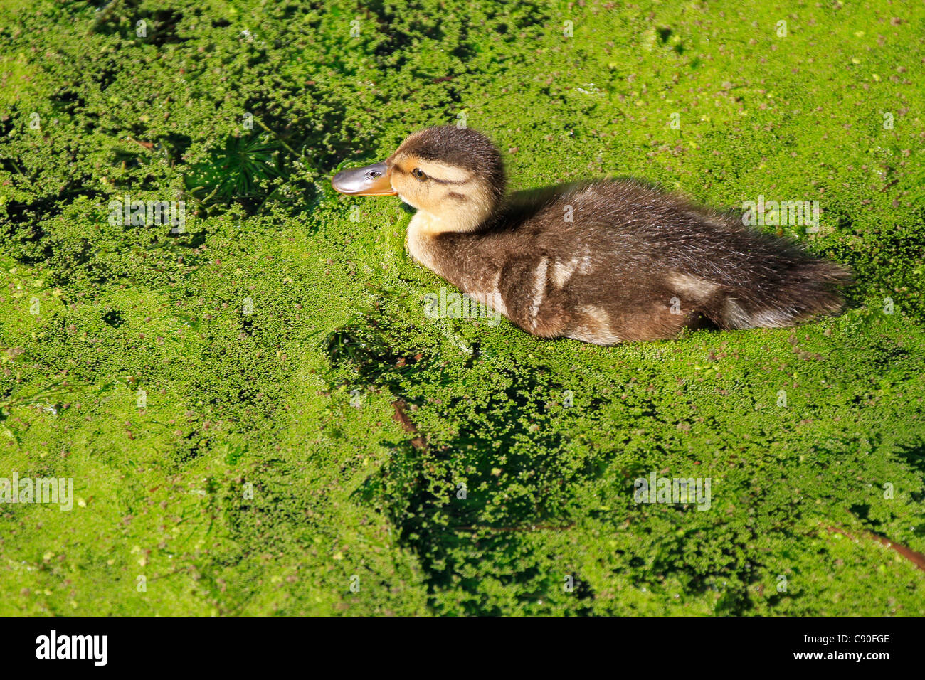 Juvenile Yellow-billed Duck, Anas undulata, at Intaka Bird Sanctuary ...
