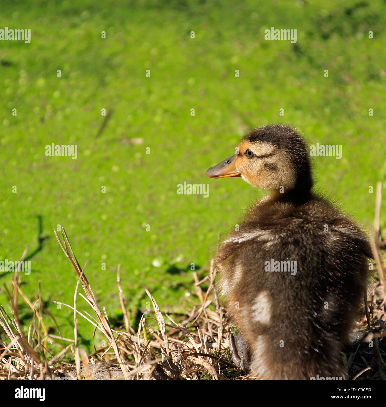 Juvenile Yellow-billed Duck, Anas undulata, at Intaka Bird Sanctuary ...