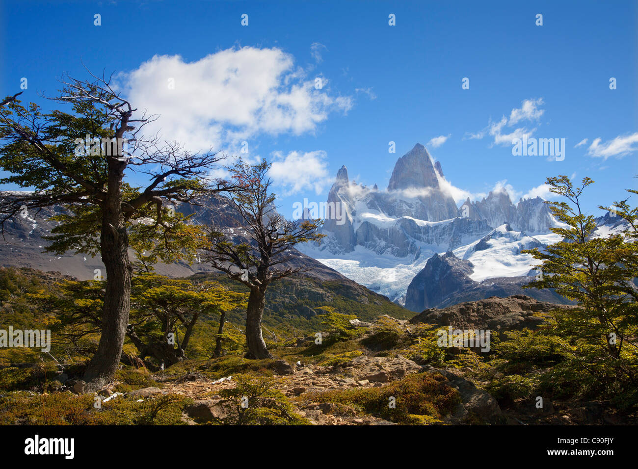 Southern beech hi-res stock photography and images - Alamy