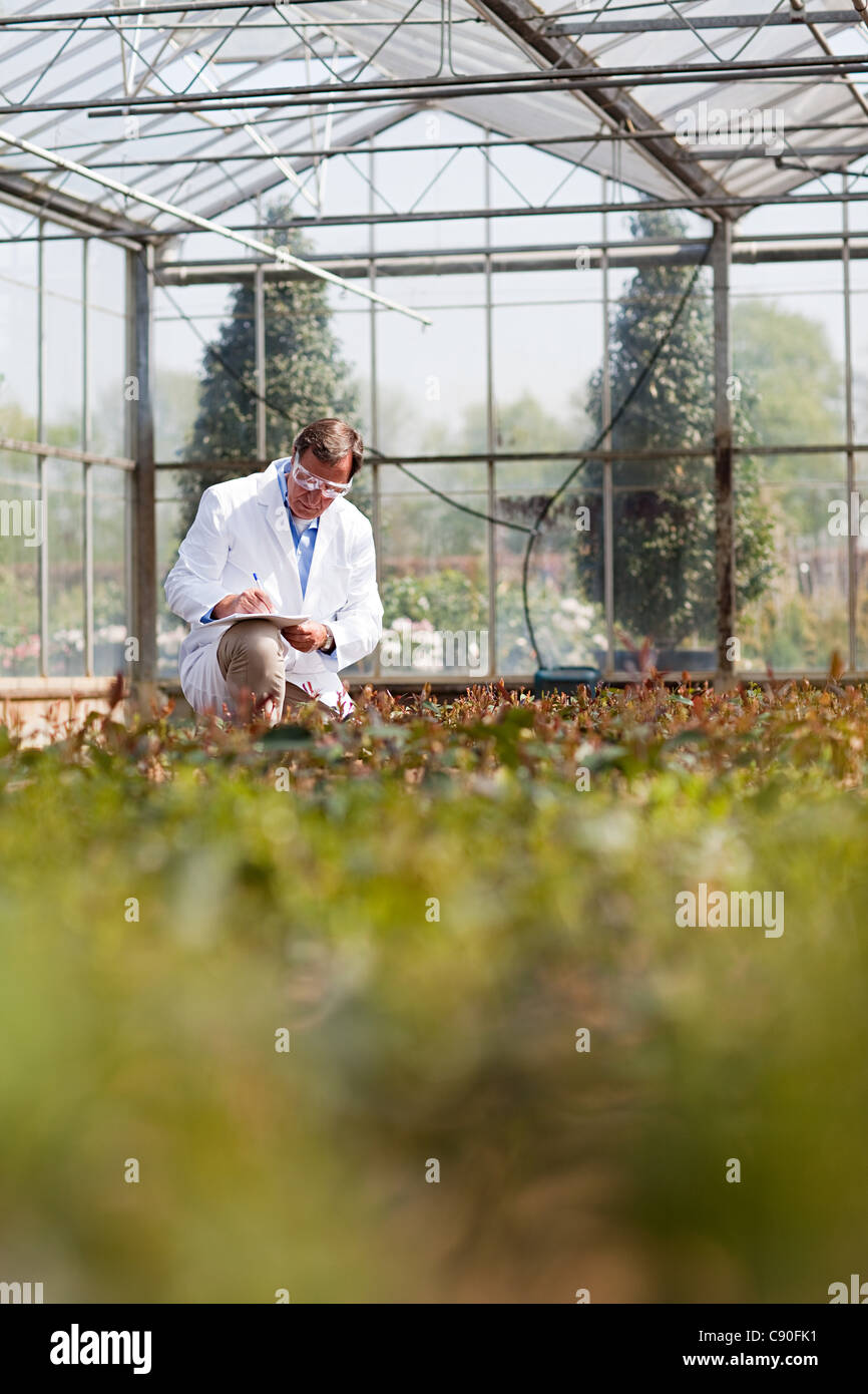 Man inspecting plants in nursery Stock Photo - Alamy