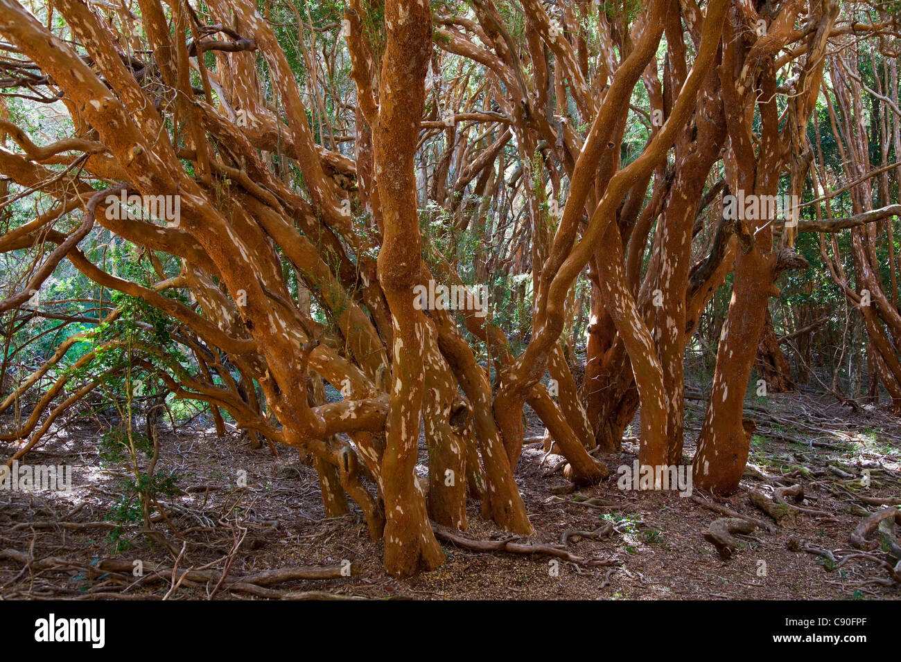 Arrayanes trees (myrtle trees) at Victoria island Lago Nahuel Huapi ...