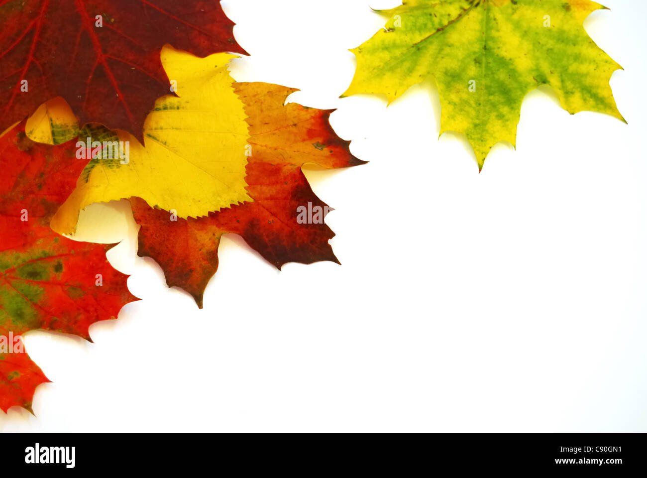 Colored fall leaves on isolated white background Stock Photo - Alamy