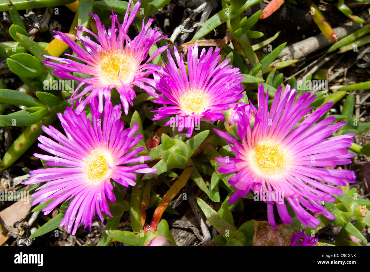 Karkalla flower hi-res stock photography and images - Alamy