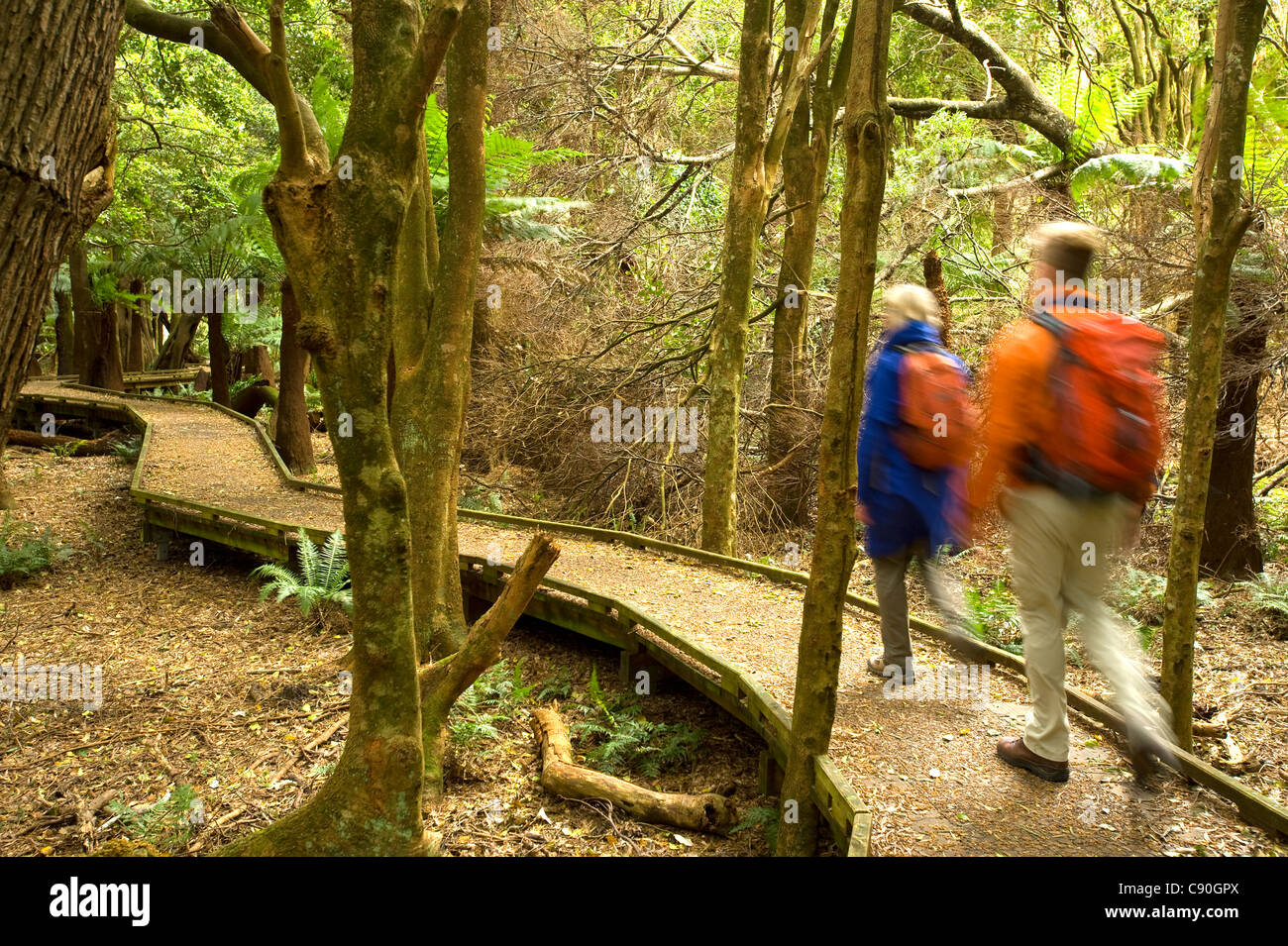 Board walk in the rain forest, Lilly Pilly Gully, Wilsons Promontory ...