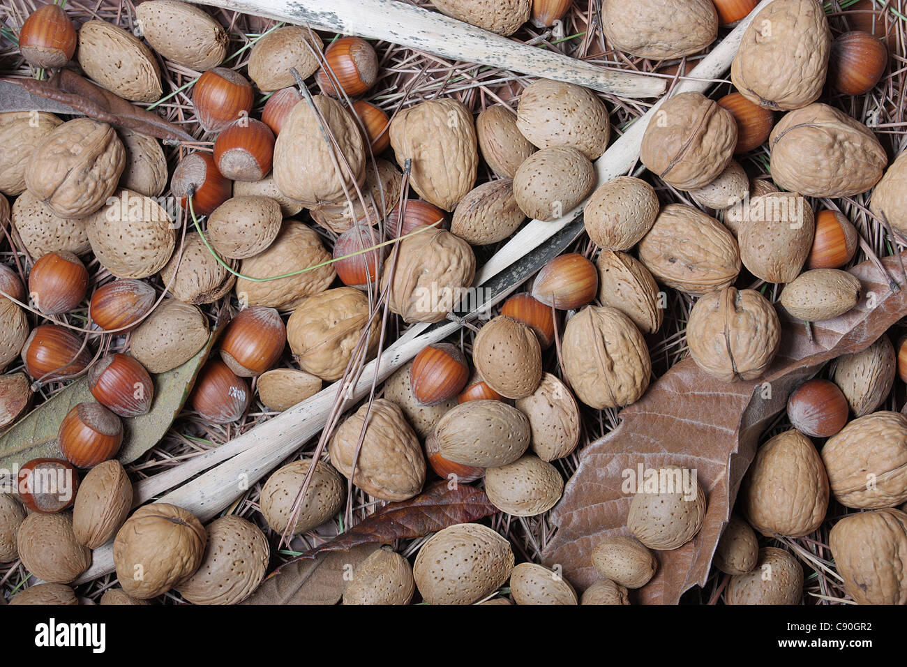 autumn background consisting of nuts, almonds and hazelnuts on a bed of ...