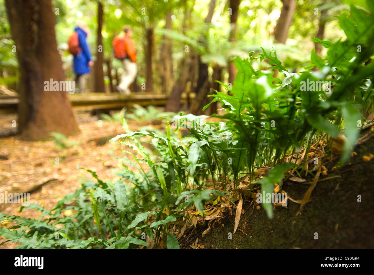 Board walk in the rain forest, Lilly Pilly Gully, Wilsons Promontory ...