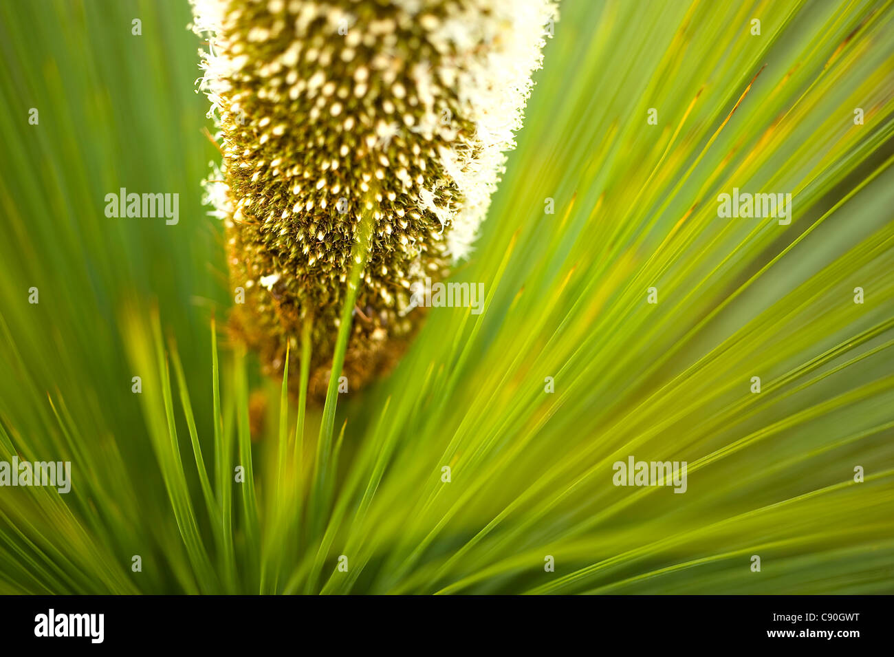Flowering grass tree, Wilsons Promontory National Park, Victoria ...