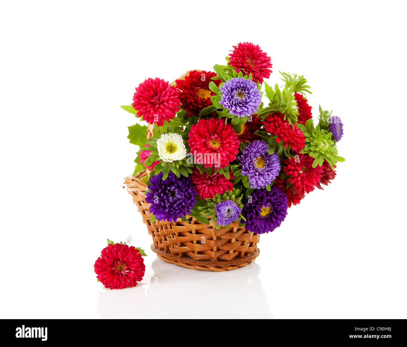 Cane Flower High Resolution Stock Photography and Images - Alamy