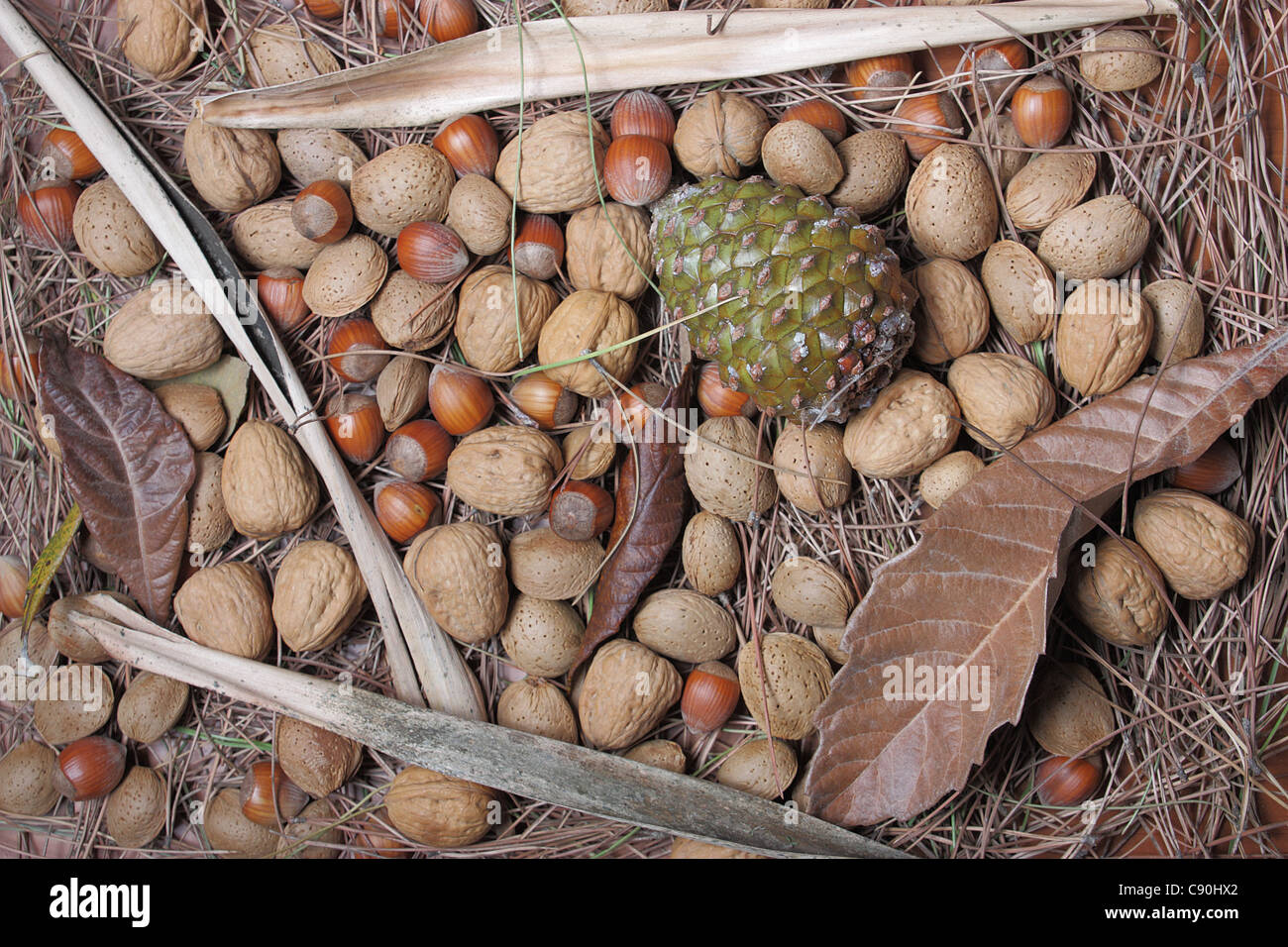 autumn background consisting of nuts, almonds and hazelnuts on a bed of ...