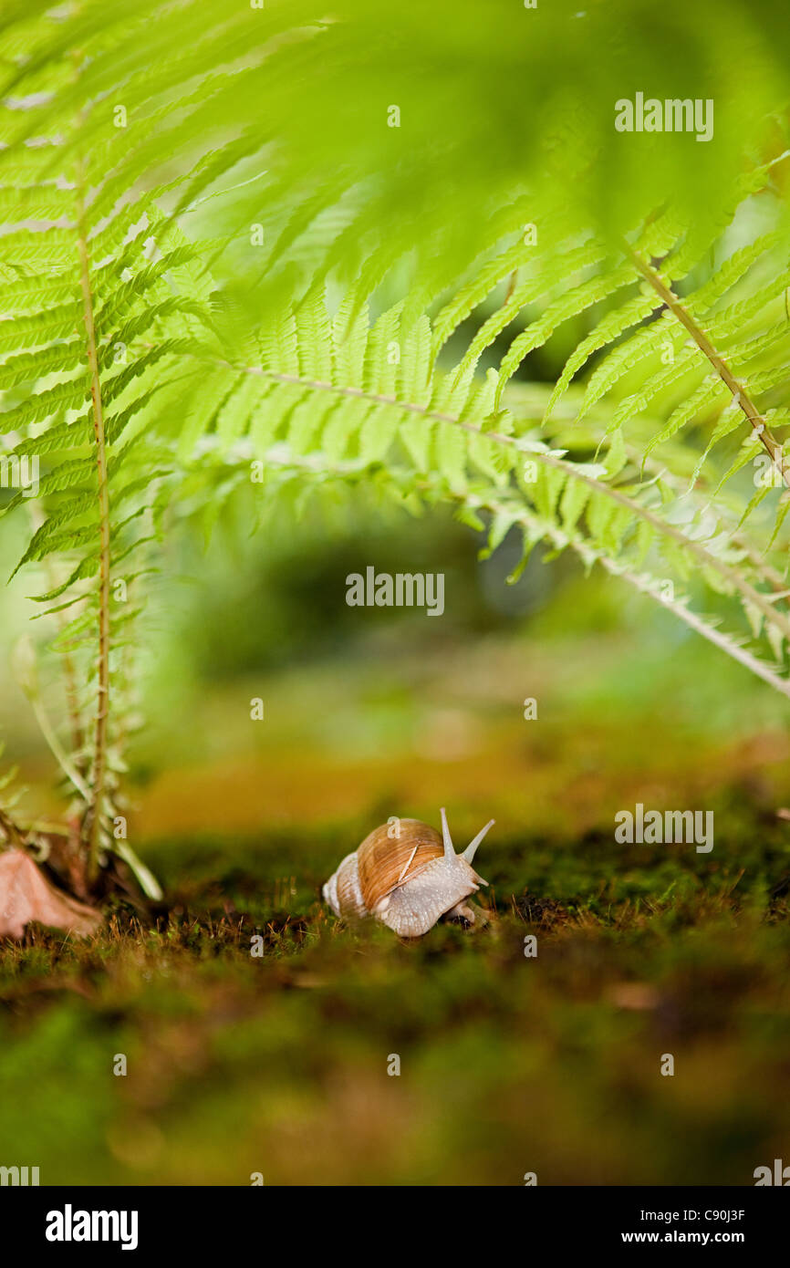 Snail in ferns Stock Photo - Alamy
