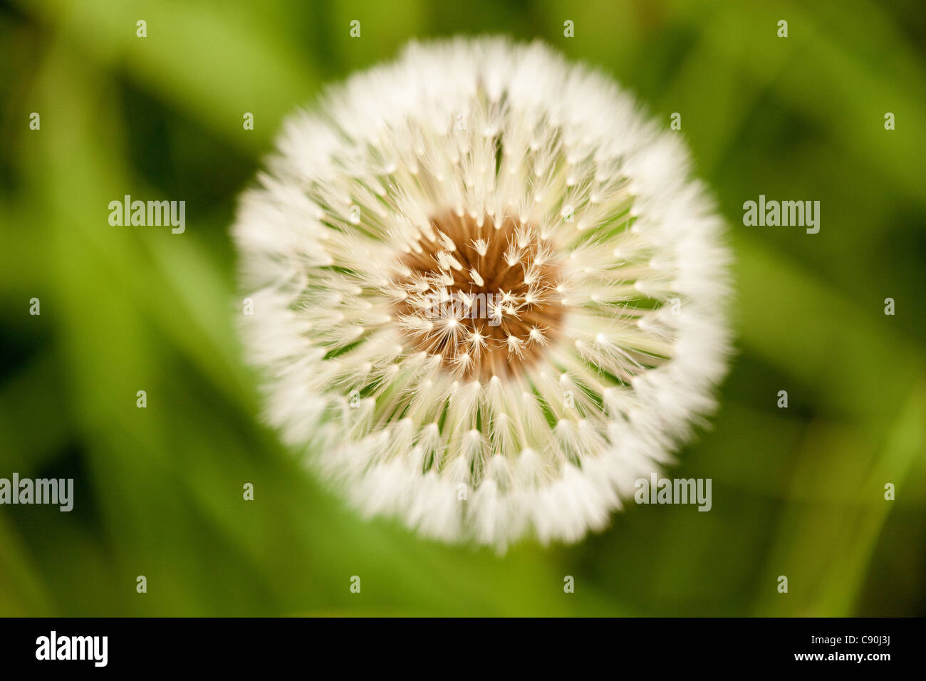 Dandelion clock hi-res stock photography and images - Alamy