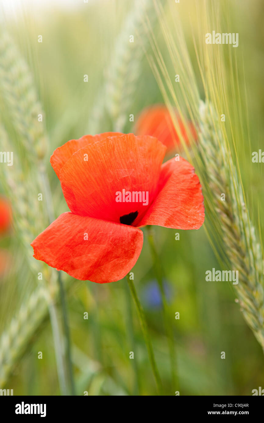 Red poppy, close up Stock Photo - Alamy