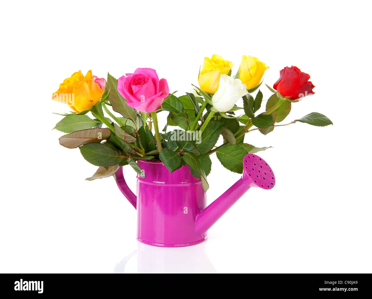 Pink watering can with colorful roses over white background Stock Photo ...