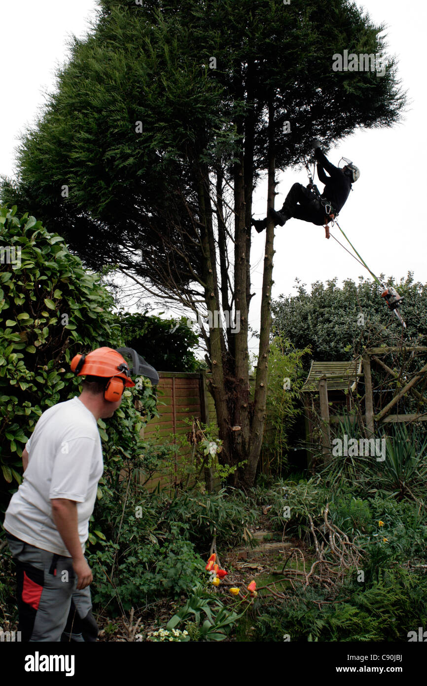 Tree Felling teamwork Stock Photo - Alamy