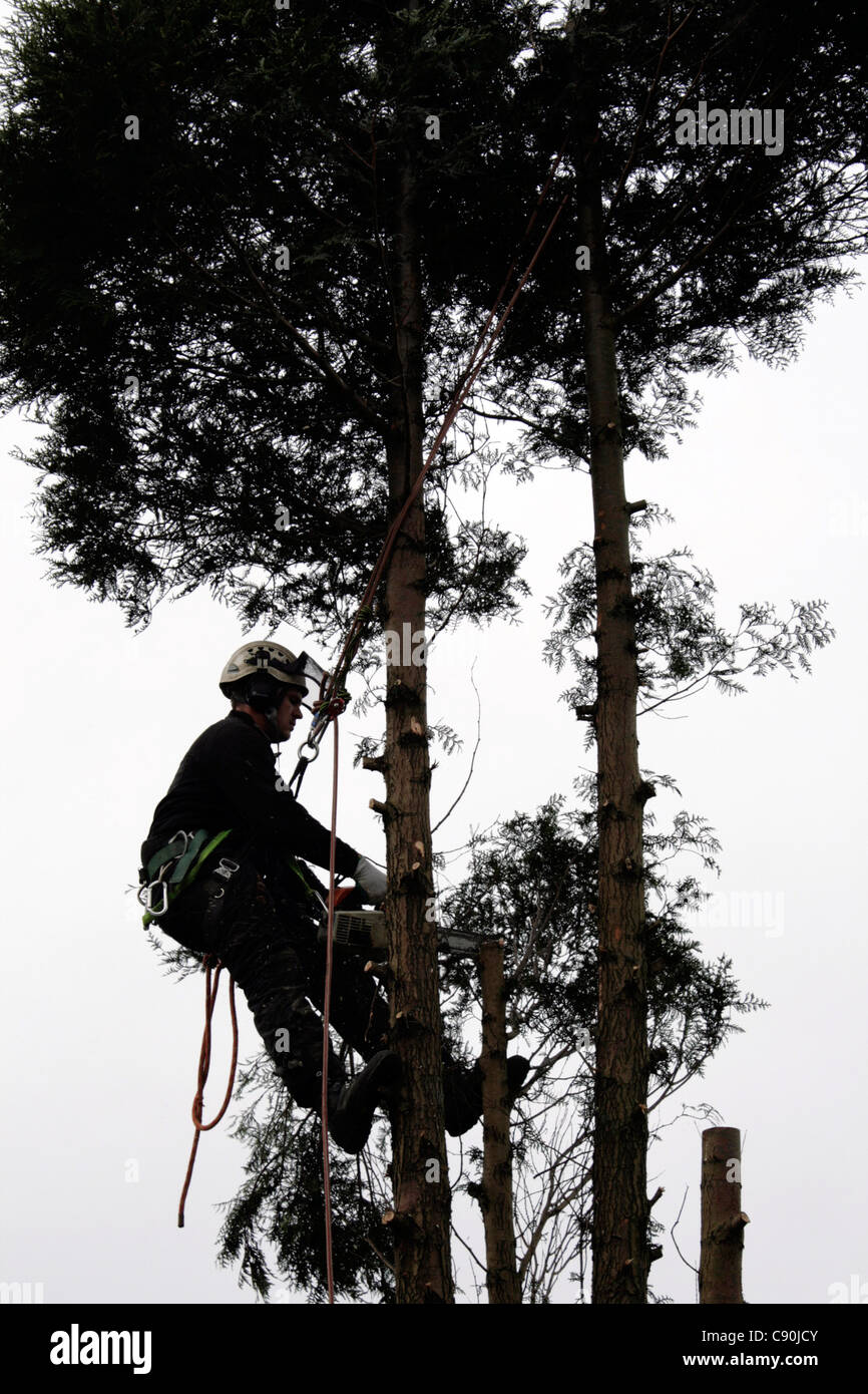 Mechanical felling hi-res stock photography and images - Alamy