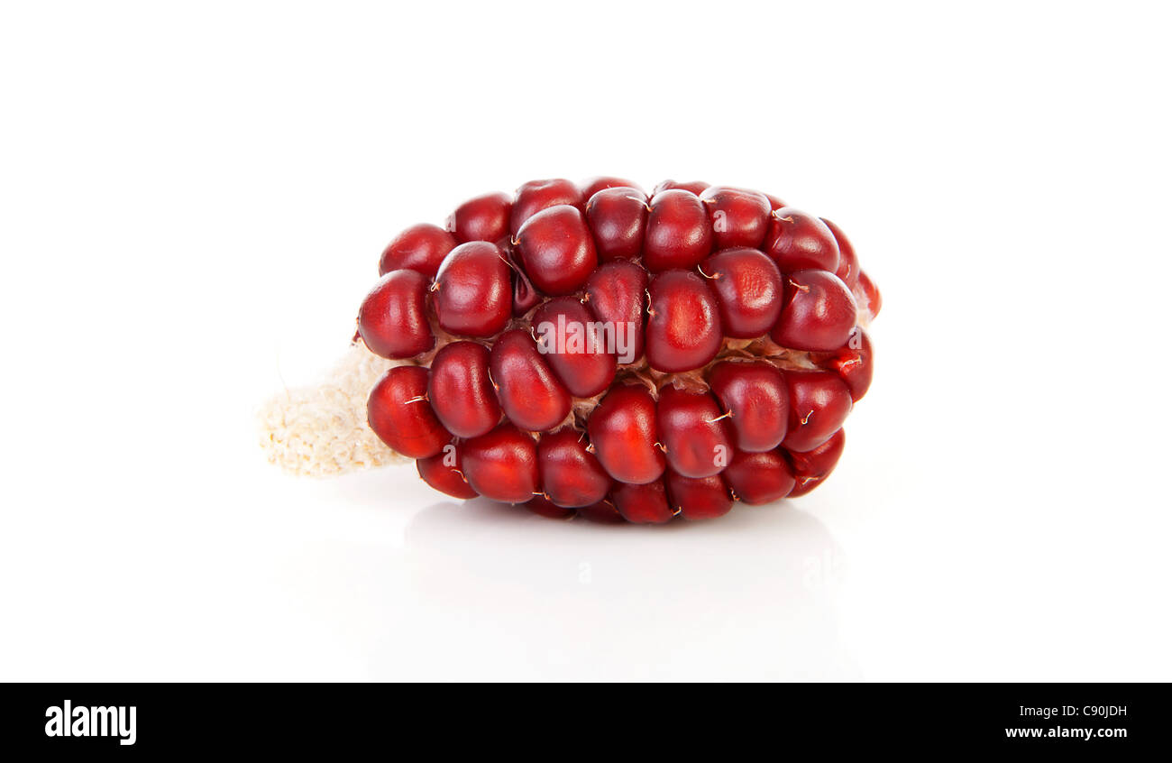 Little brown corn vegetable over white background Stock Photo - Alamy