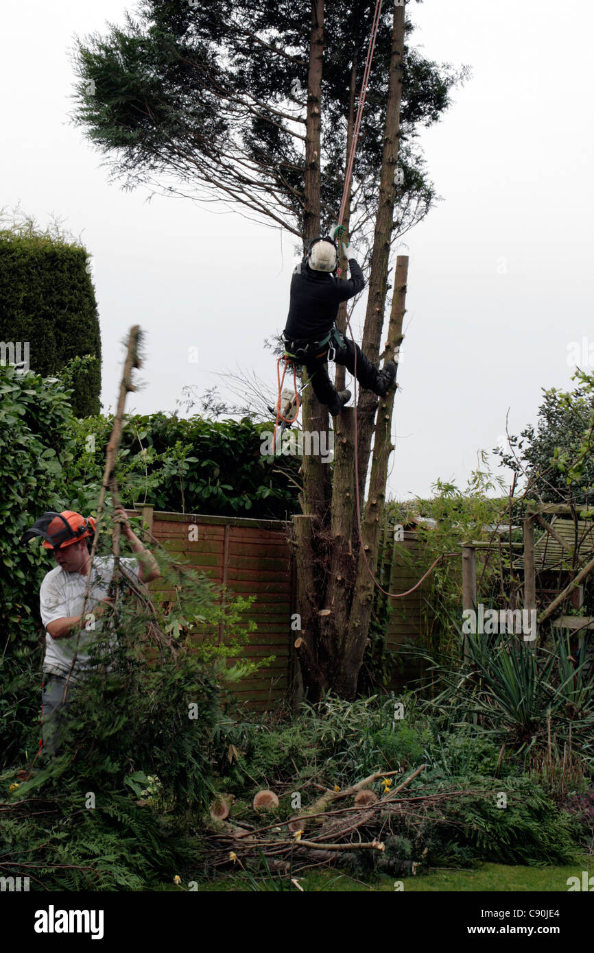 Mechanical felling hi-res stock photography and images - Alamy