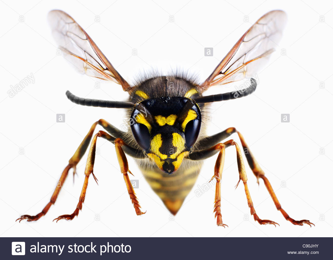 One Wasp Stock Photos & One Wasp Stock Images - Alamy