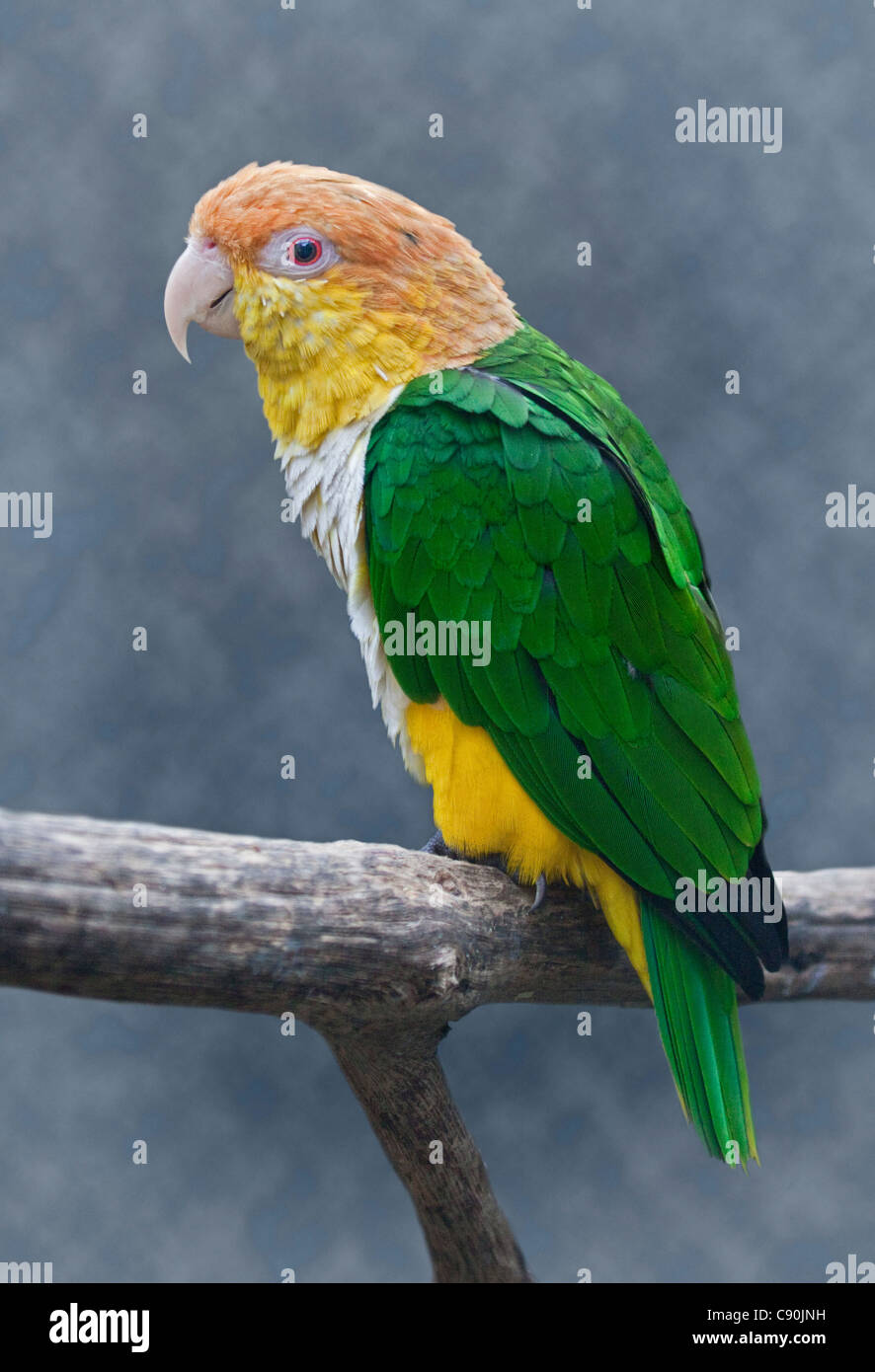 White bellied caique hi-res stock photography and images - Alamy
