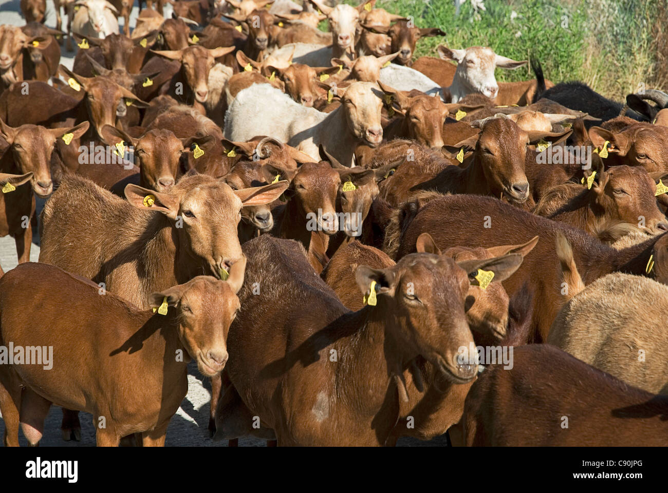 Goat herd hi-res stock photography and images - Alamy