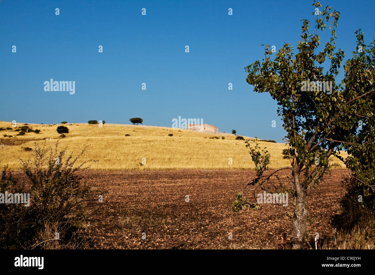 Italian Landscape, countryside in Apulia, blue sky and yellow cropfield ...