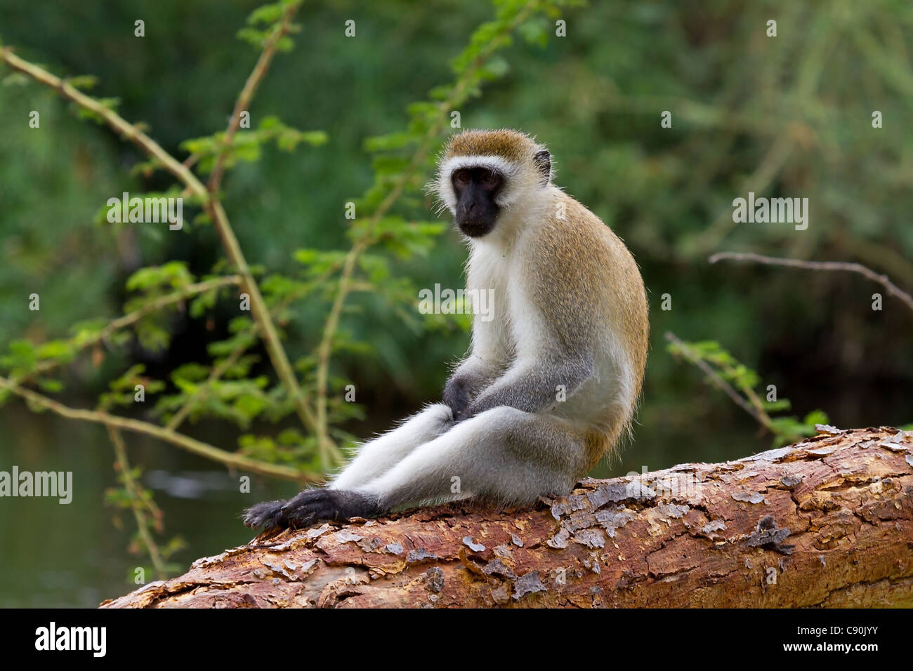 Cercopithecus Aethiops also known as Vervet monkey in southern Kenya ...