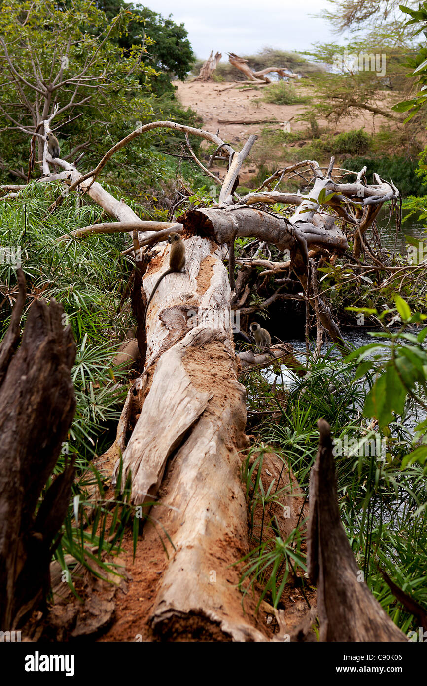 Fallen tree with Cercopithecus Aethiops alszo known as Vervet monkey in ...