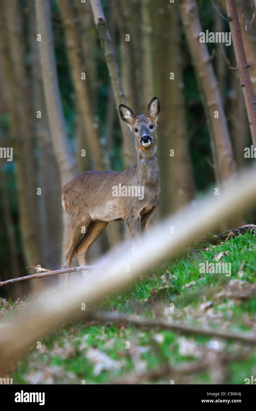 Roe Deer Doe (Capreolus capreolus Stock Photo - Alamy