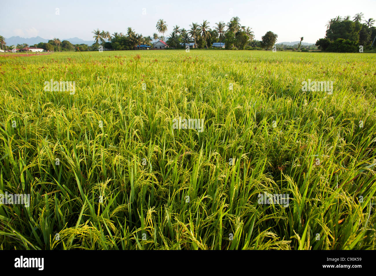 Malaysia rice field hi-res stock photography and images - Alamy