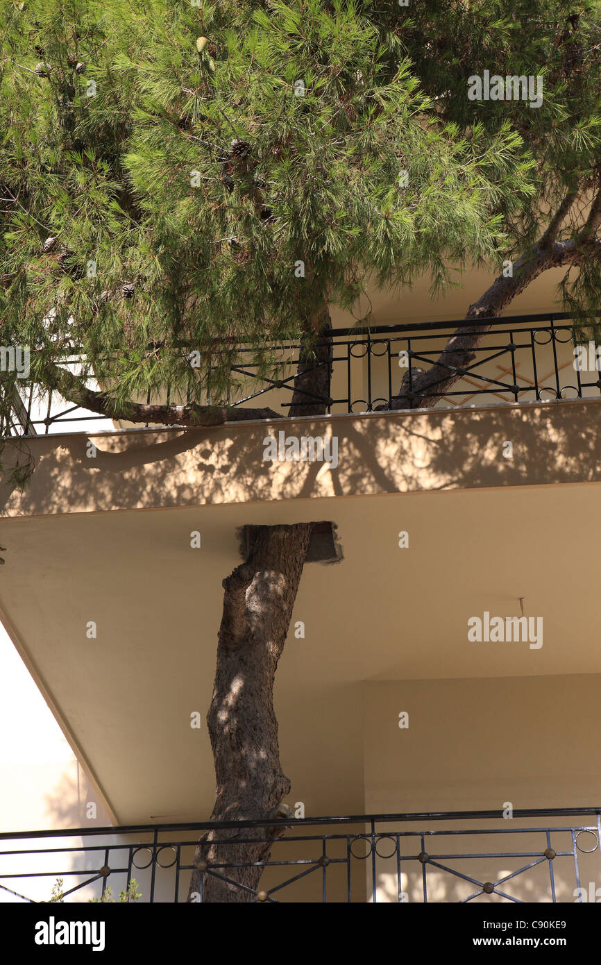 Balcony built around a tree in Athens Greece Stock Photo - Alamy