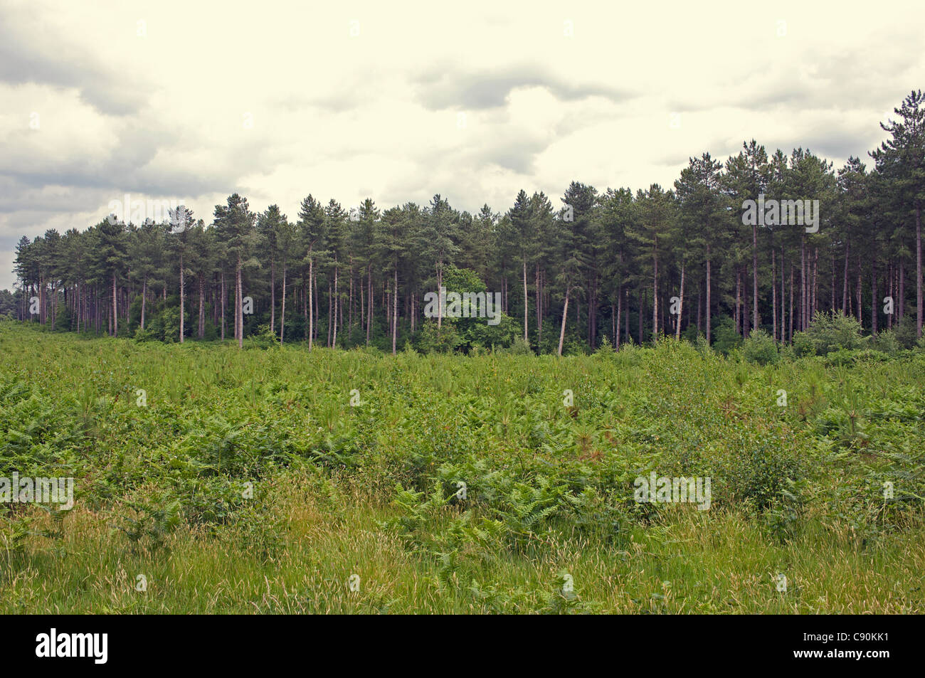 West Bilney wood, Norfolk, UK Stock Photo - Alamy