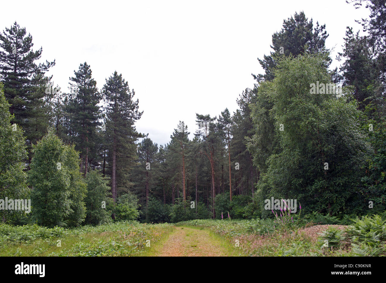 West Bilney wood, Norfolk, UK Stock Photo - Alamy