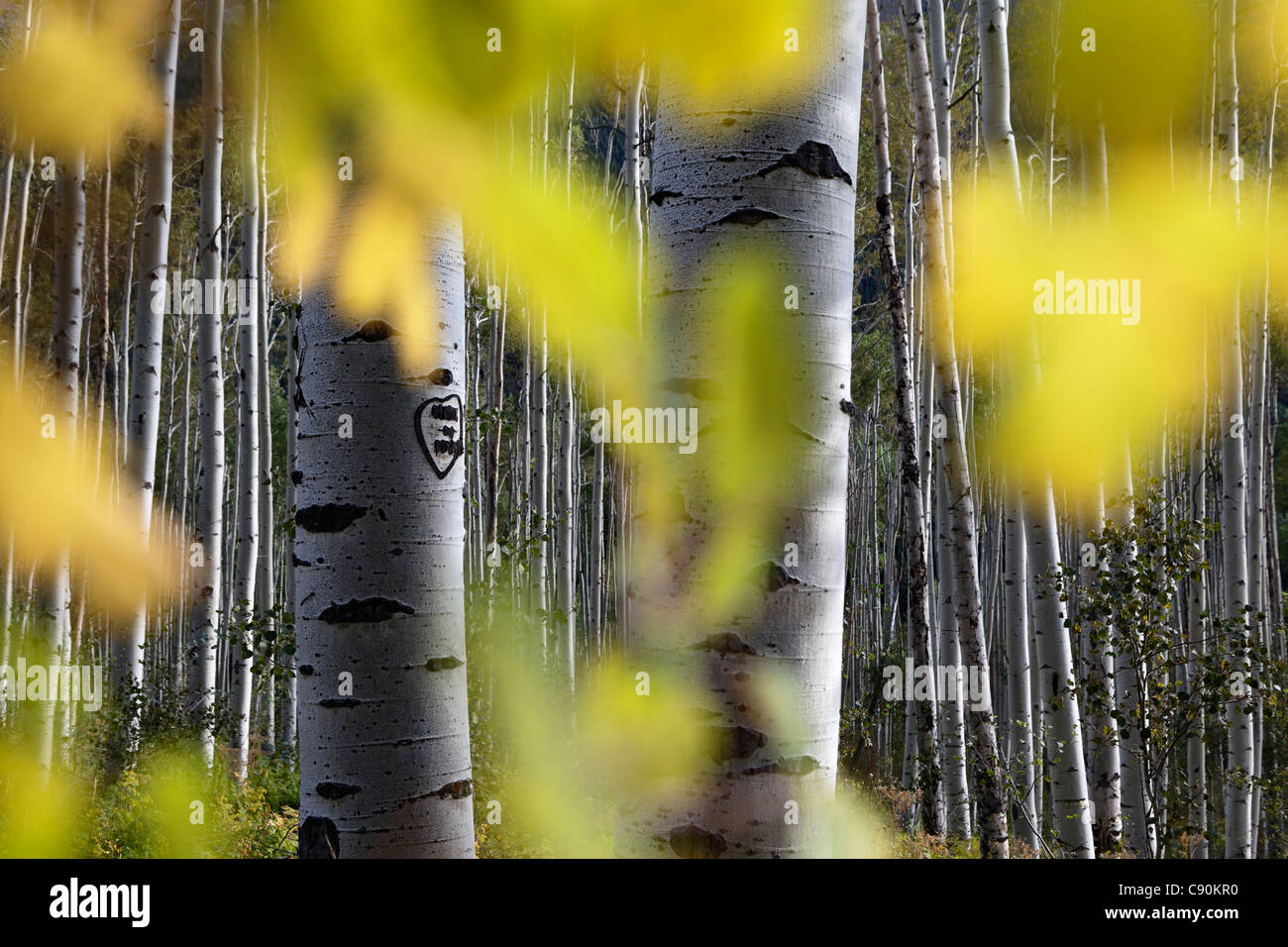 Forest trees of north america hi-res stock photography and images - Alamy