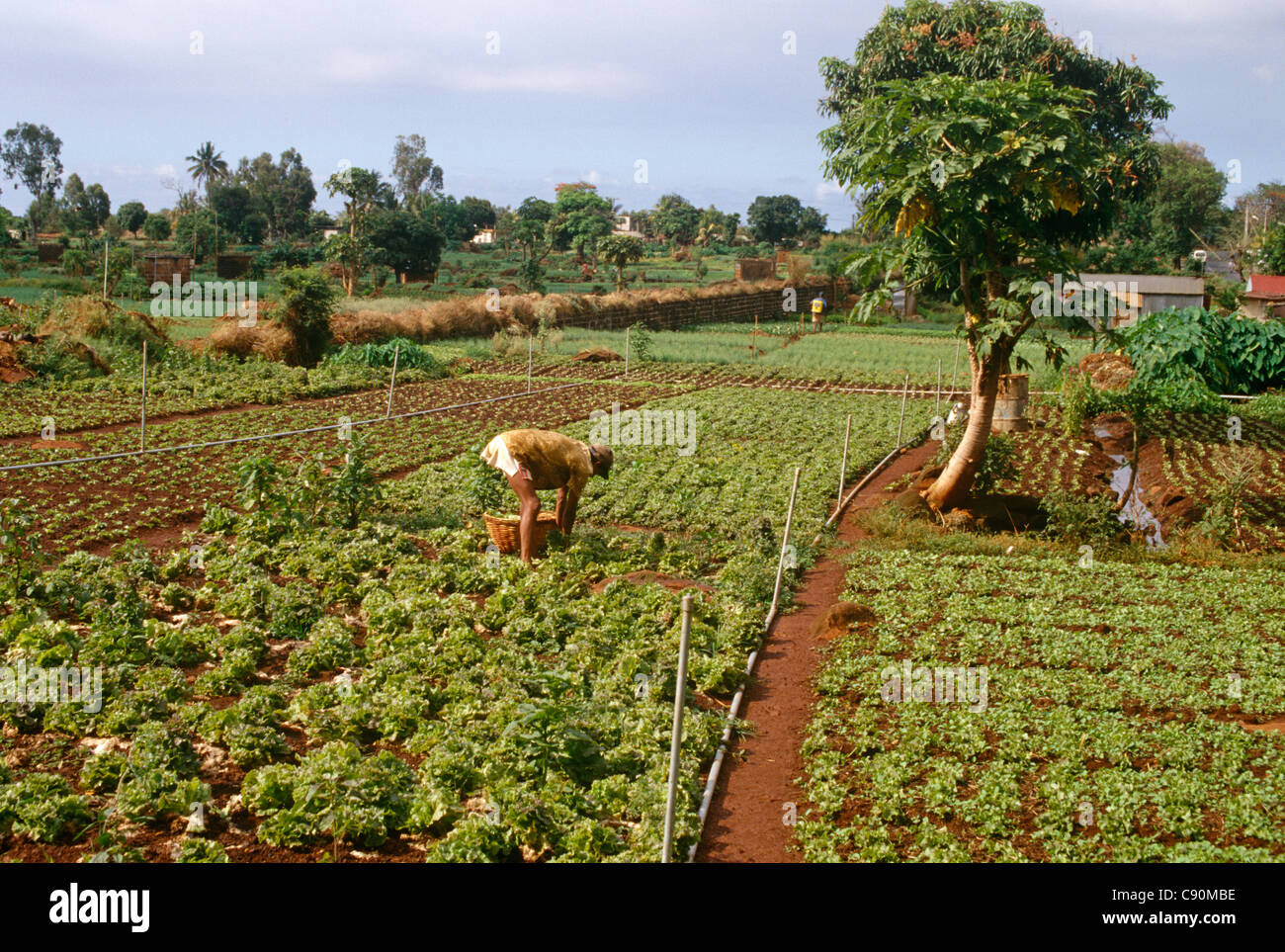The soil of Mauritius is fertile and provides a living for the small ...