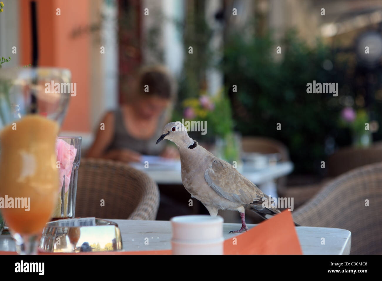 Collared dove bird table hi-res stock photography and images - Alamy