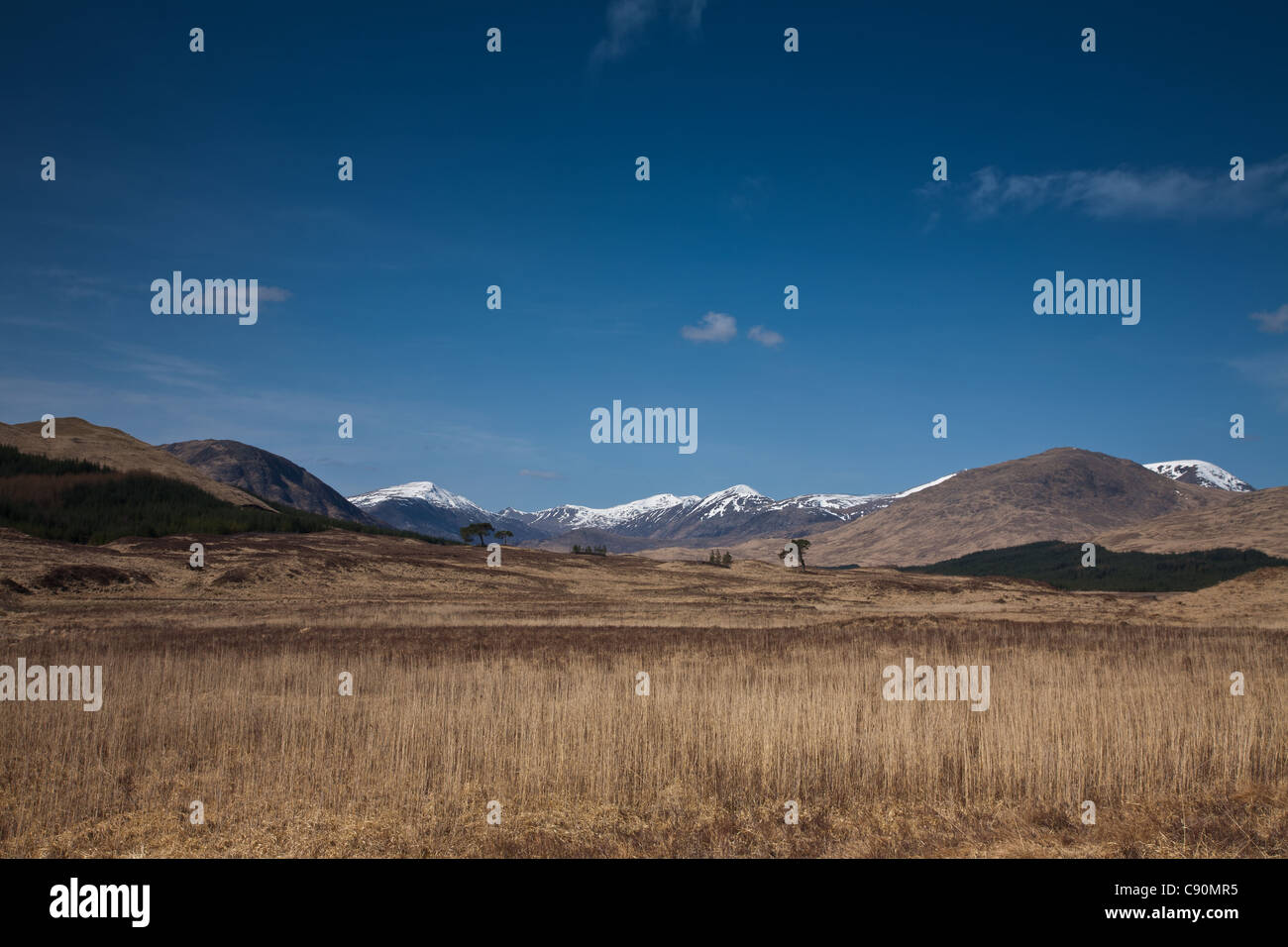 Loch tulla pines hi-res stock photography and images - Alamy